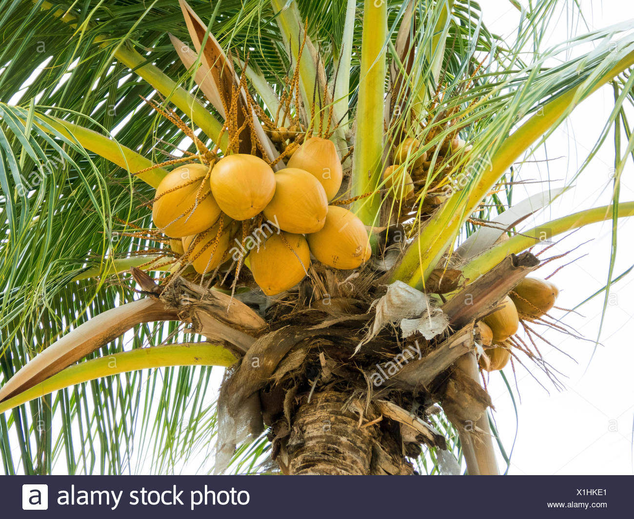 Palm Fruits Stock Photos & Palm Fruits Stock Images - Alamy