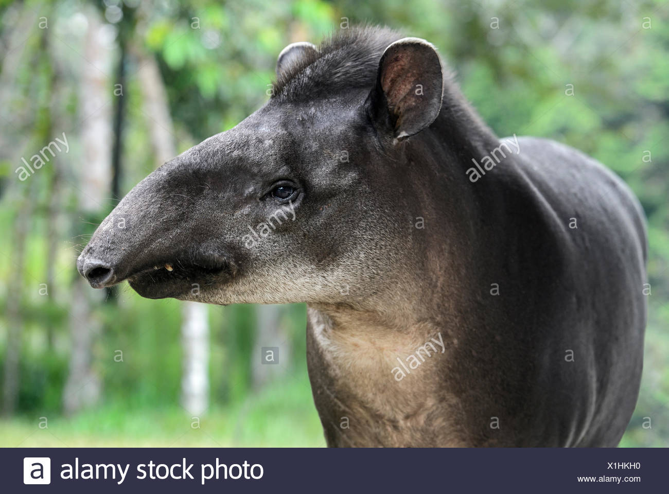 Tapiridae Stock Photos & Tapiridae Stock Images - Alamy