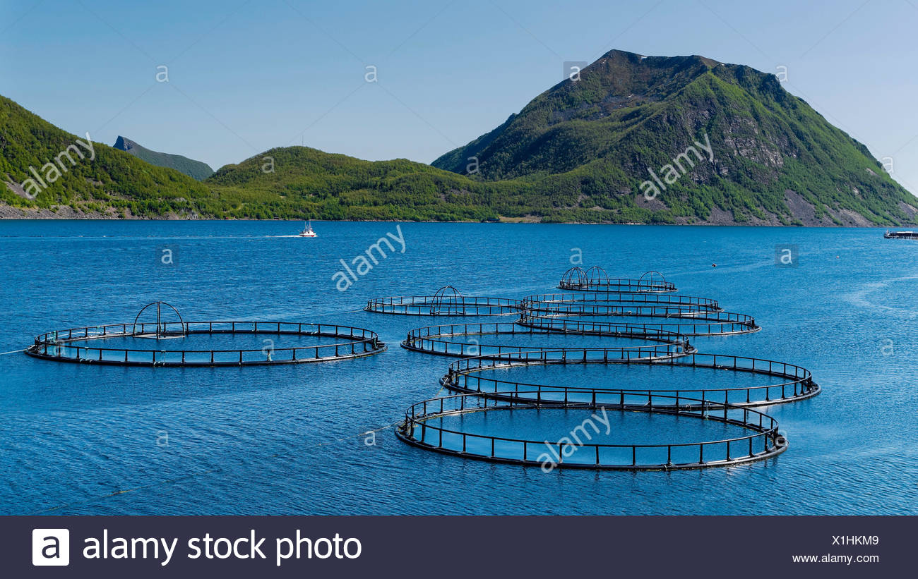 Salmon Breeding High Resolution Stock Photography and Images - Alamy