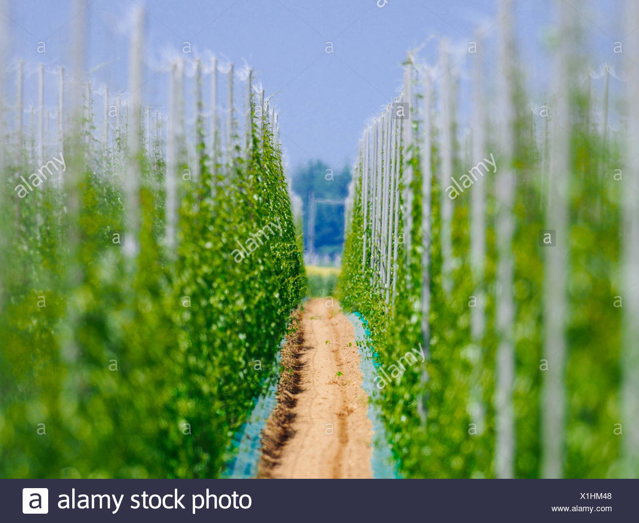 Chinese Yam Stock Photos & Chinese Yam Stock Images - Alamy