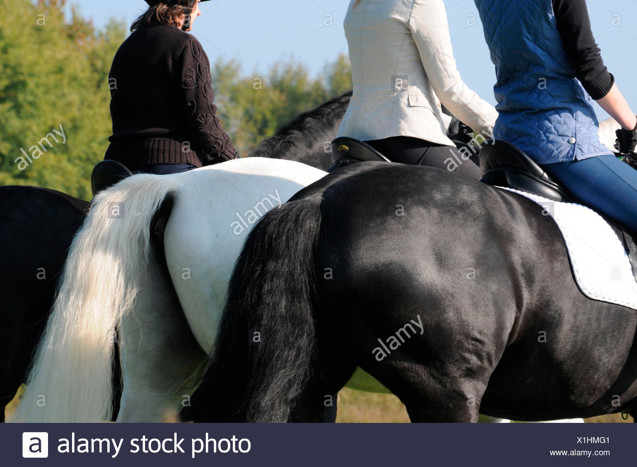 Friesian Horse Riding Stock Photos & Friesian Horse Riding Stock Images ...