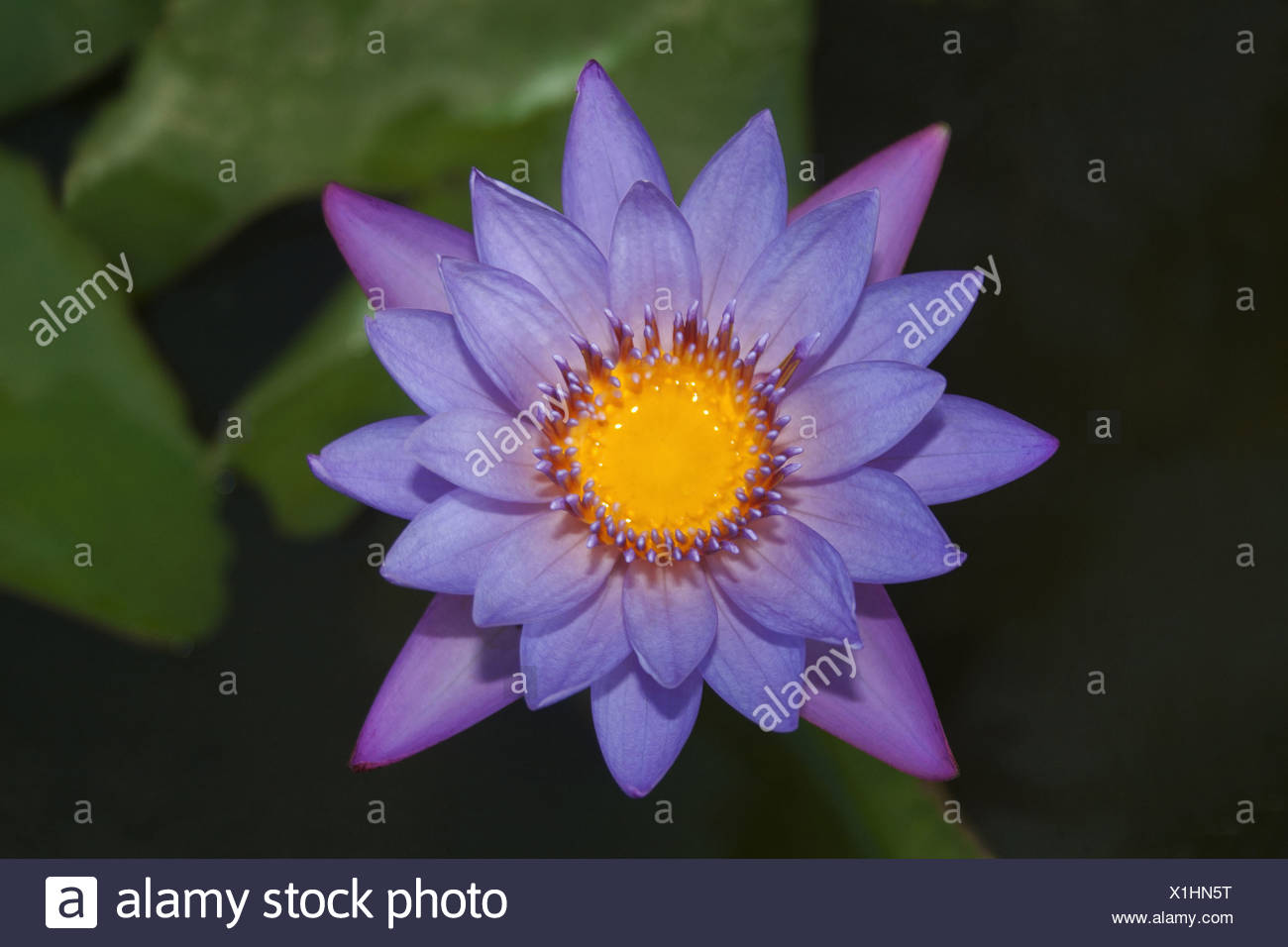 Water Lily Nymphaea Caerulea Stock Photos & Water Lily Nymphaea ...