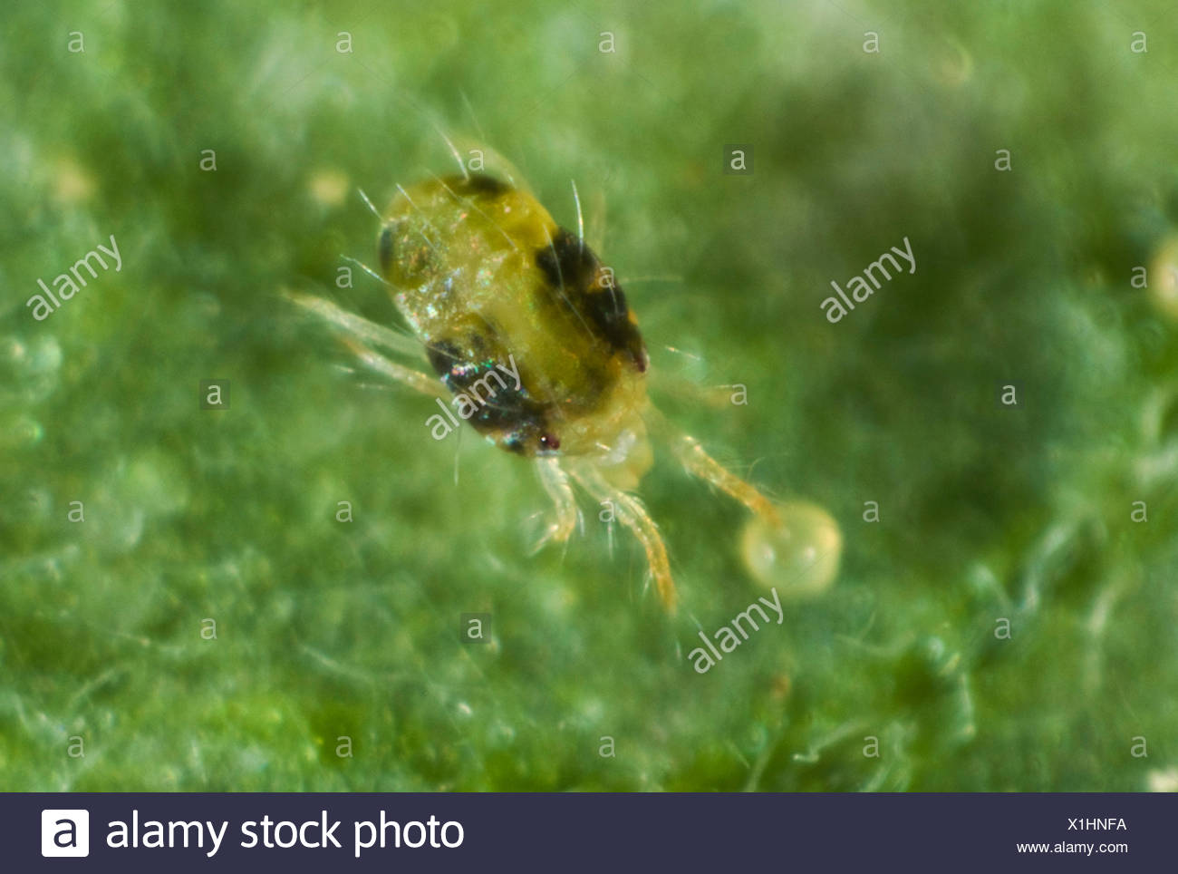 Two Spotted Red Spider Mite Tetranychus Urticae Stock Photos & Two ...