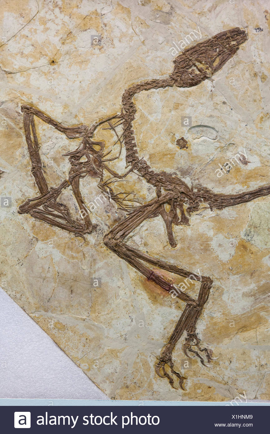 China Dinosaur Fossil High Resolution Stock Photography and Images - Alamy