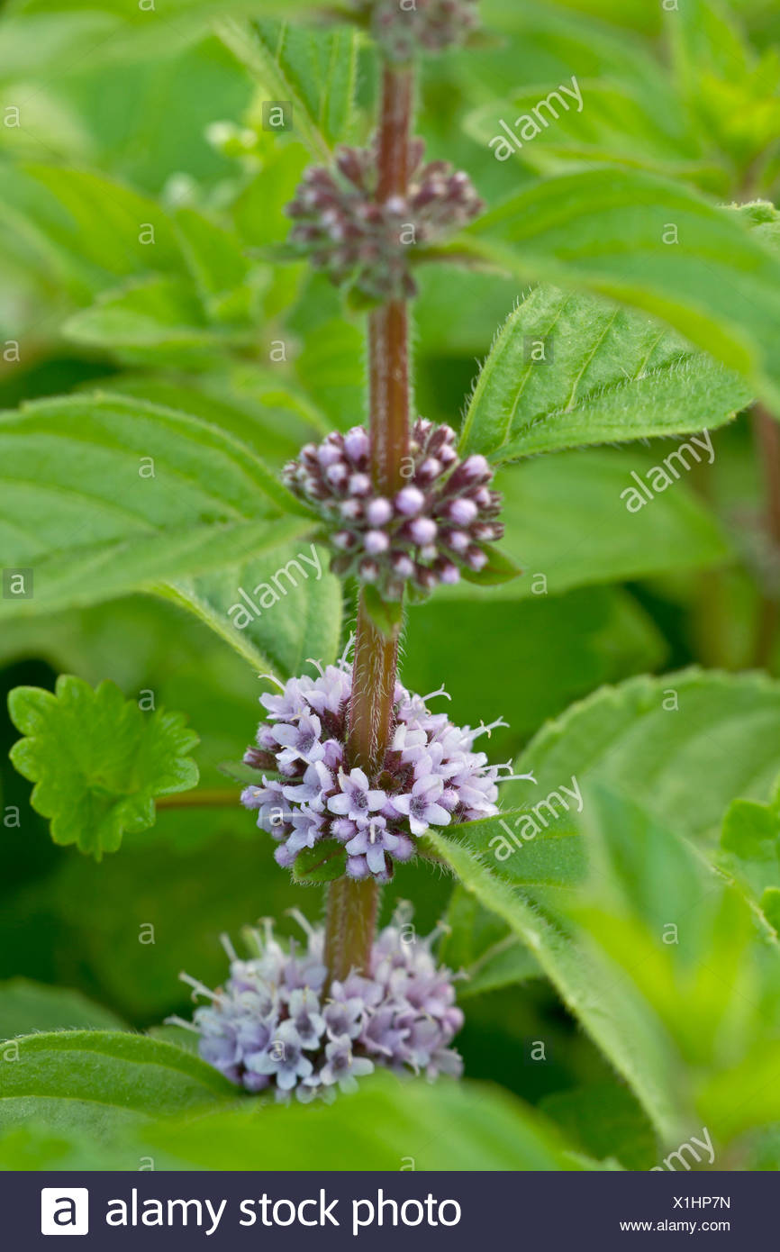 Field Mint Mentha Arvensis High Resolution Stock Photography and Images ...