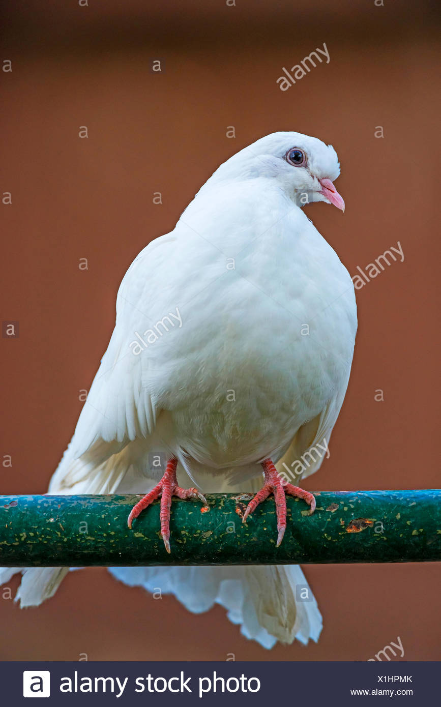 White Pigeon Side View Stock Photos & White Pigeon Side View Stock ...