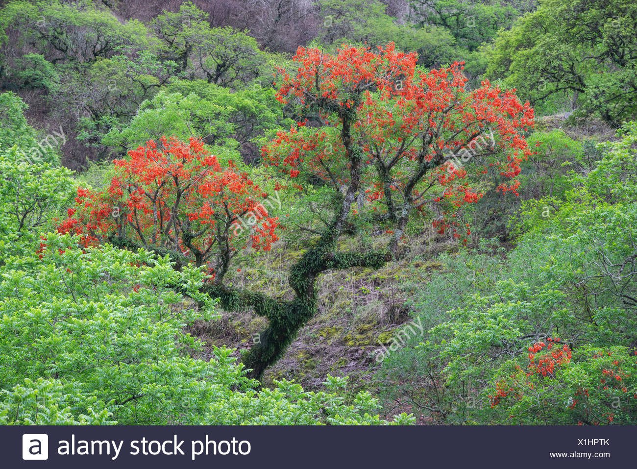 Cockspur Coral Tree Erythrina Crista Galli Stock Photos & Cockspur ...