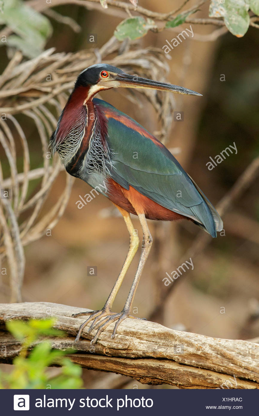 Agami Stock Photos & Agami Stock Images - Alamy