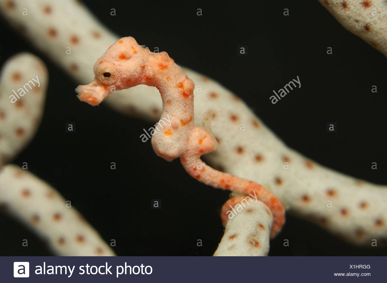Denise Pygmy Seahorse High Resolution Stock Photography and Images - Alamy