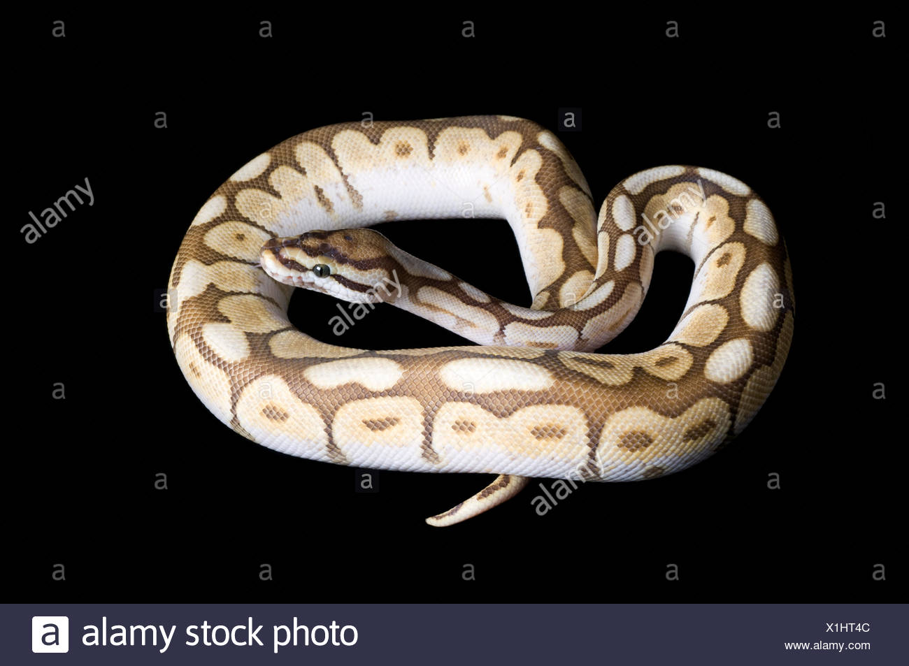 Spider Albino Python High Resolution Stock Photography and Images - Alamy
