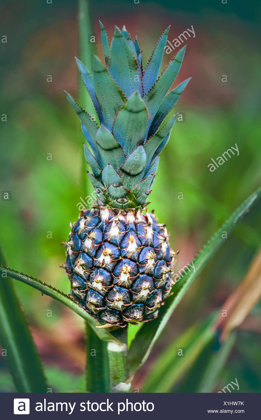 Ananas Comosus Plant High Resolution Stock Photography and Images - Alamy