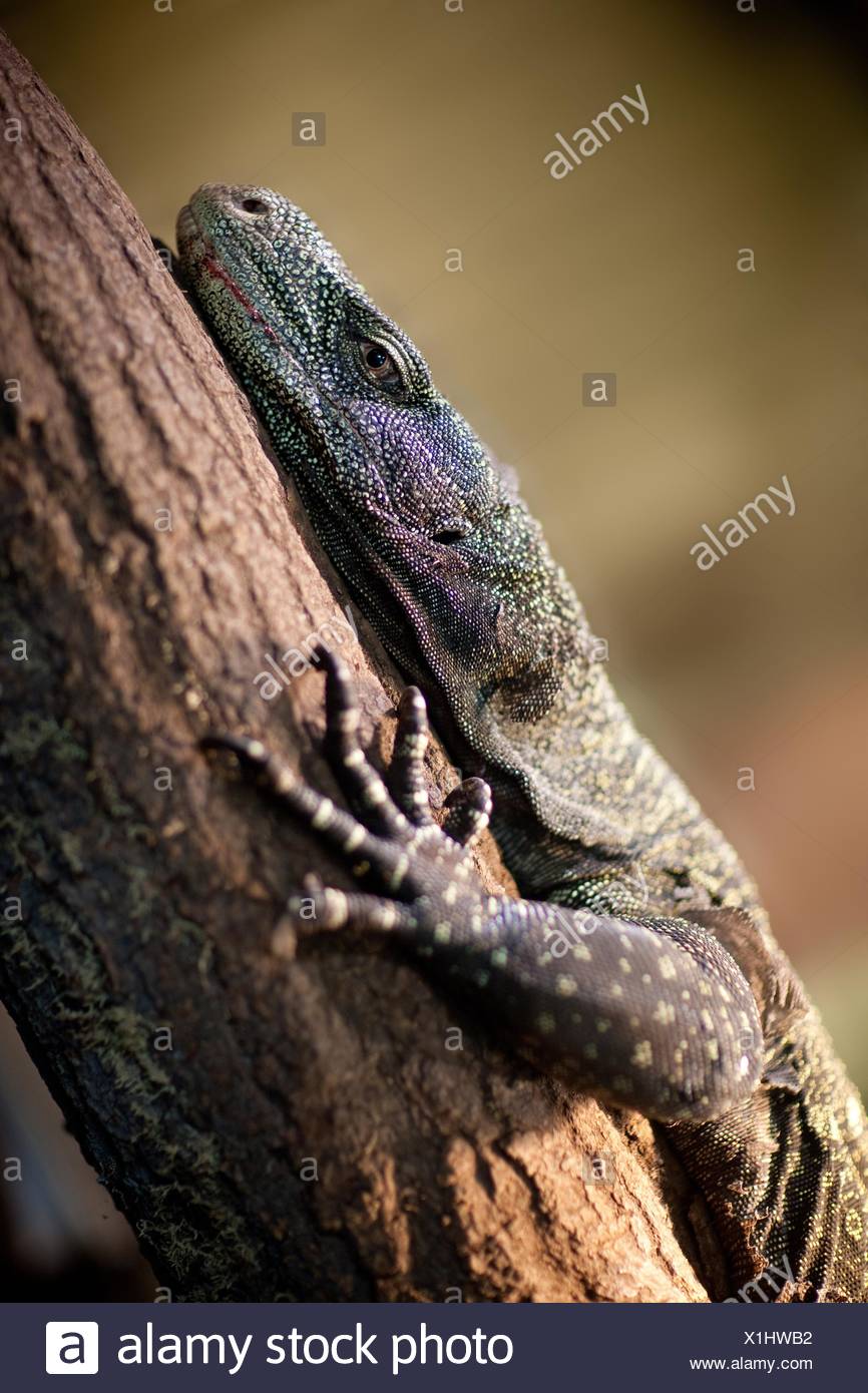 Diploglossa High Resolution Stock Photography and Images - Alamy