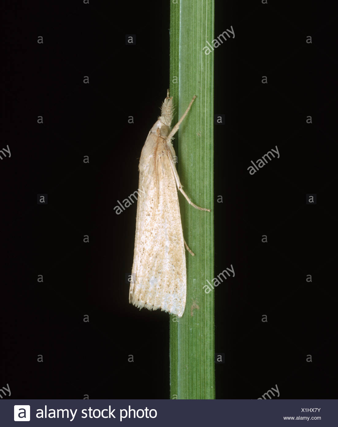 Borer Moth Stock Photos & Borer Moth Stock Images - Alamy