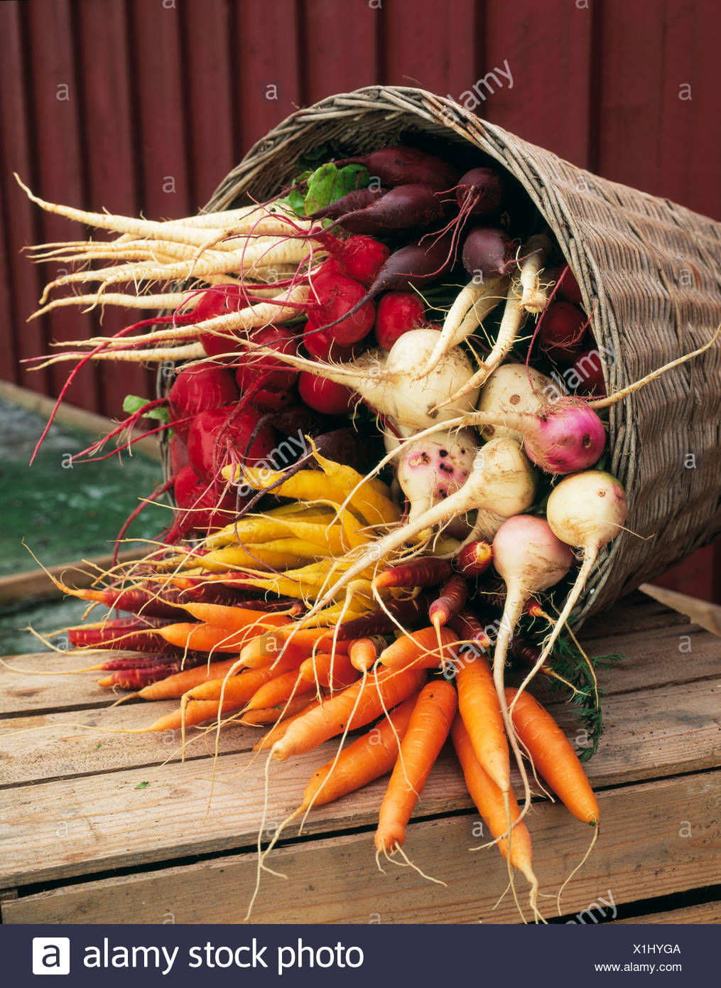 Root Vegetables High Resolution Stock Photography and Images - Alamy