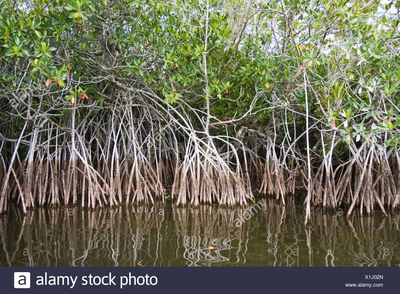 Swamp Red Mangrove Rhizophora Mangle High Resolution Stock Photography ...