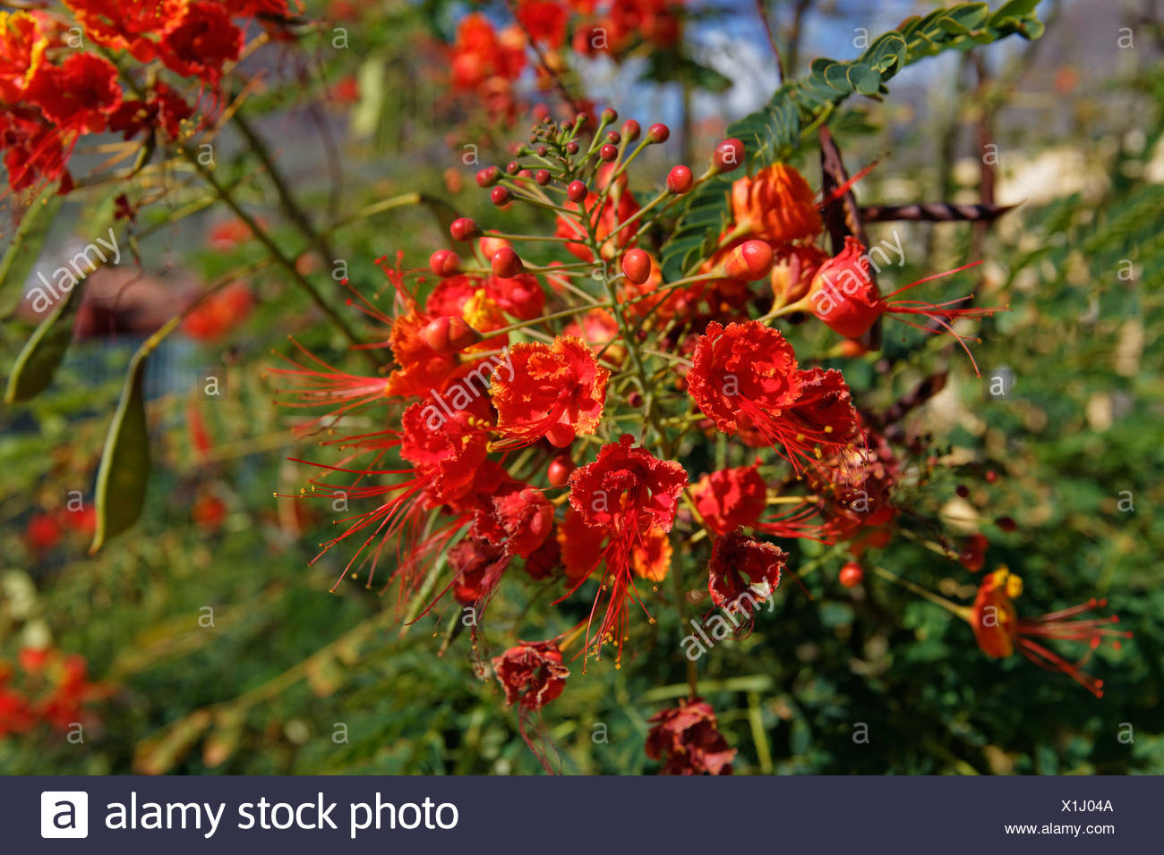 Barbados Pride Flower High Resolution Stock Photography and Images - Alamy