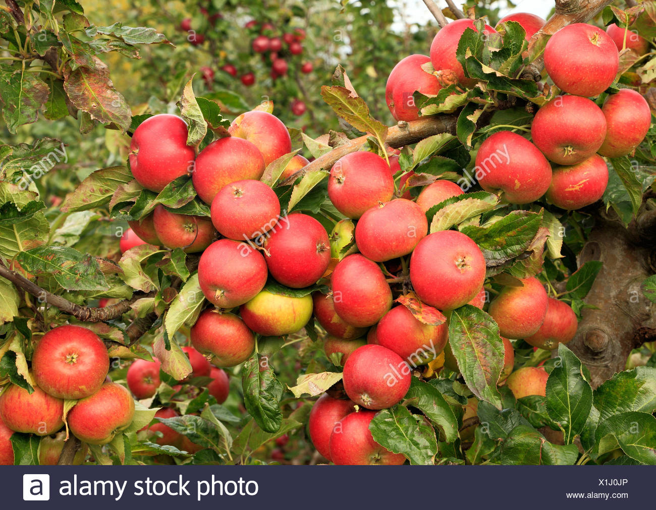 Apples Pippin Stock Photos & Apples Pippin Stock Images - Alamy