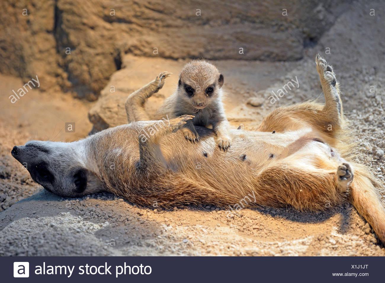 Suckled High Resolution Stock Photography and Images - Alamy