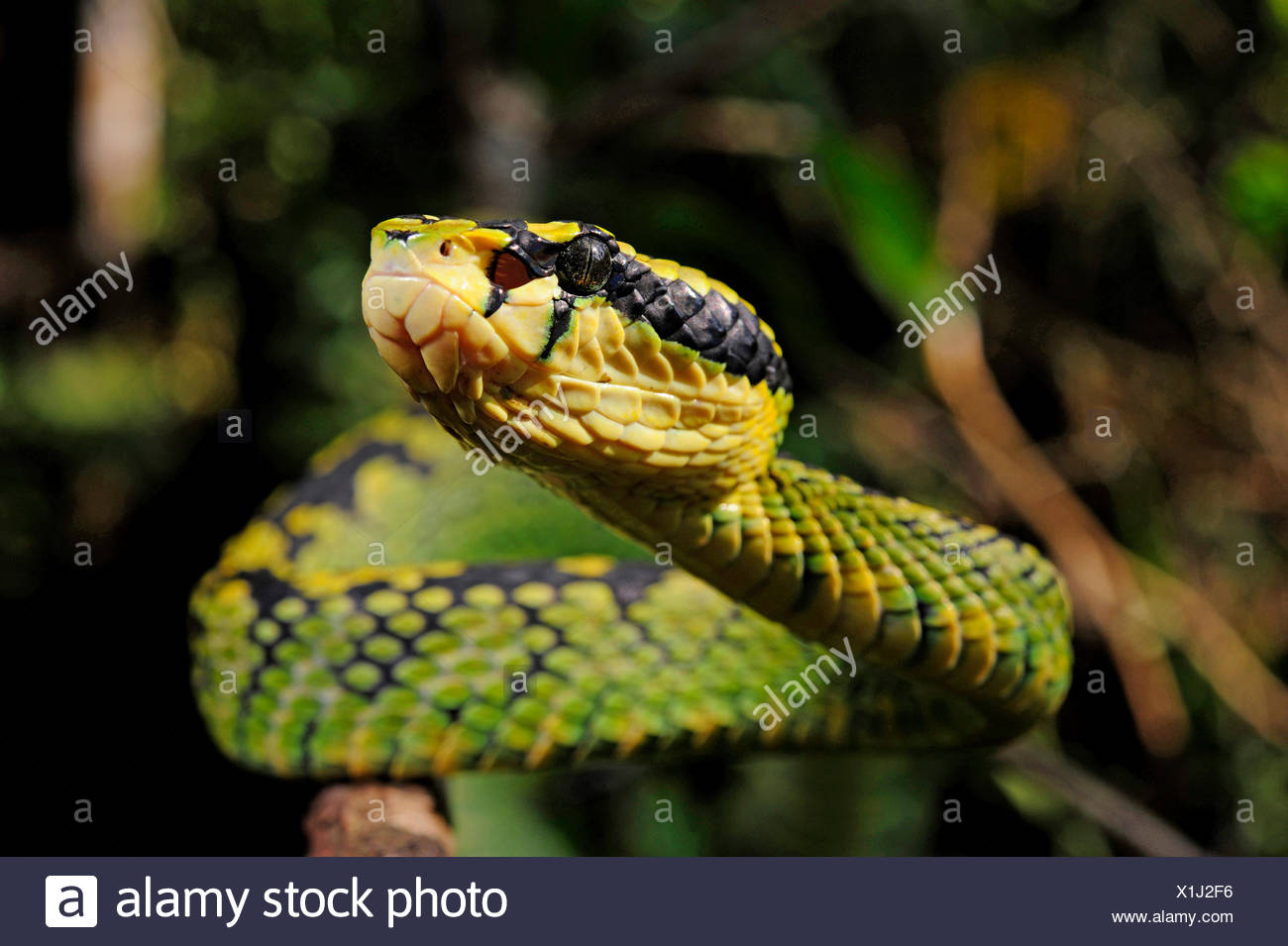 Sri Lankan Reptile High Resolution Stock Photography and Images - Alamy