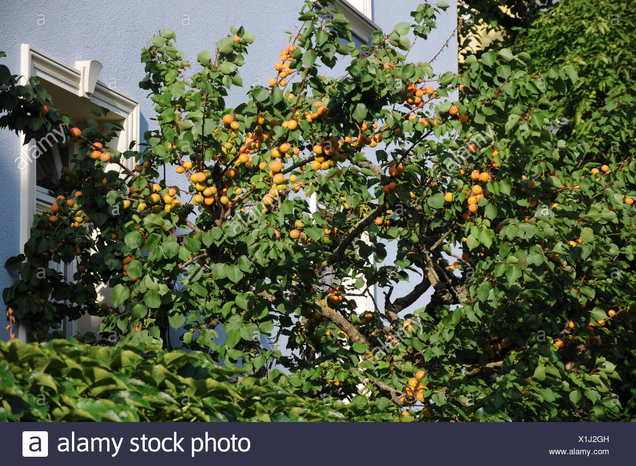 Spalierbaum Stock Photos & Spalierbaum Stock Images - Alamy