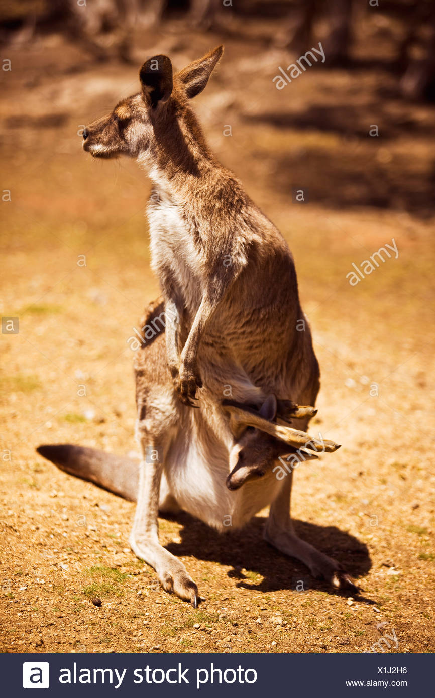 Antilopine Wallaroo Macropus Antilopinus High Resolution Stock ...