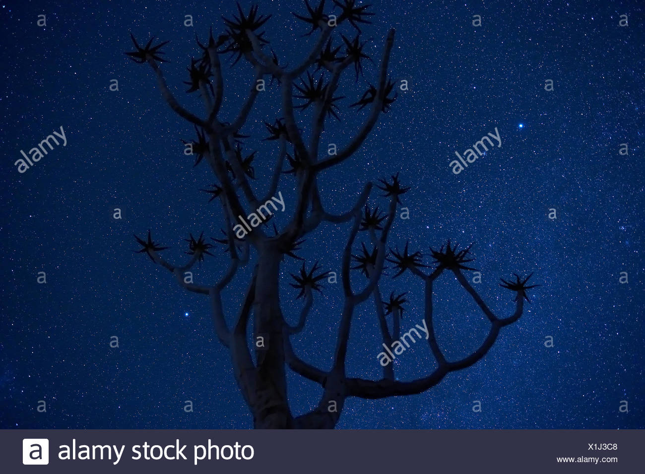 Quiver Tree High Resolution Stock Photography and Images - Alamy