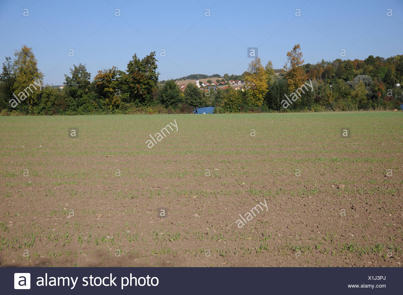 Chaff Wheat Stock Photos & Chaff Wheat Stock Images - Alamy