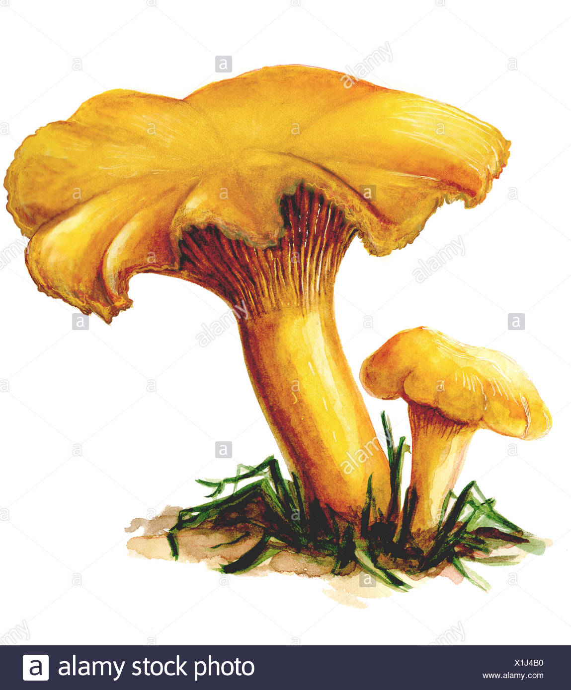 Cantharellus Sp High Resolution Stock Photography and Images - Alamy
