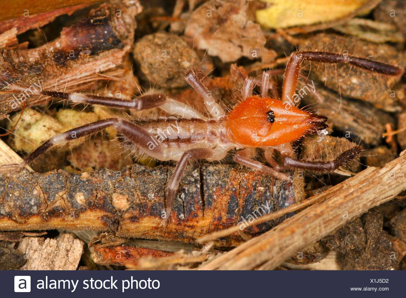 Tube Web High Resolution Stock Photography and Images - Alamy