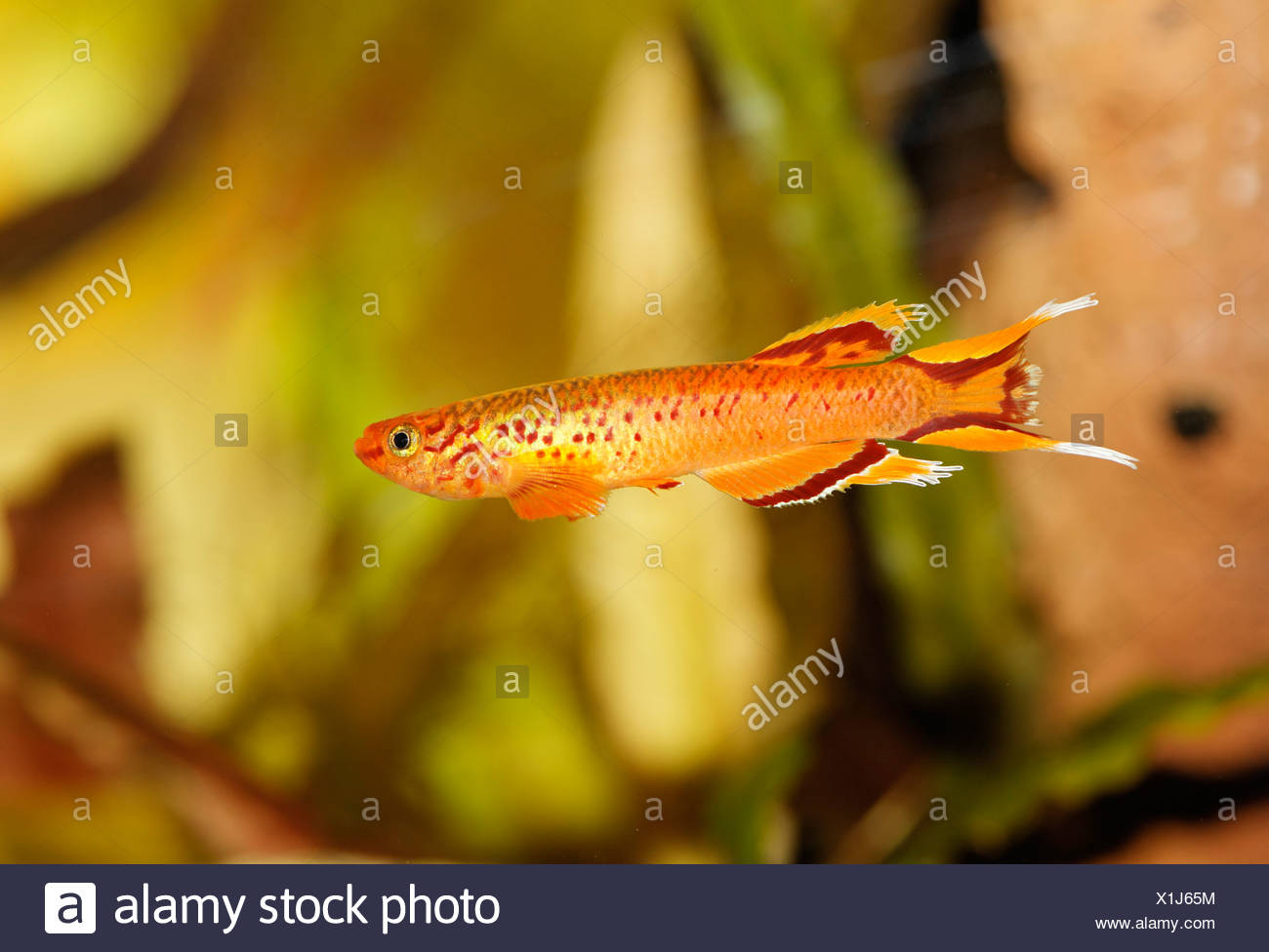 Kap Lopez High Resolution Stock Photography and Images - Alamy