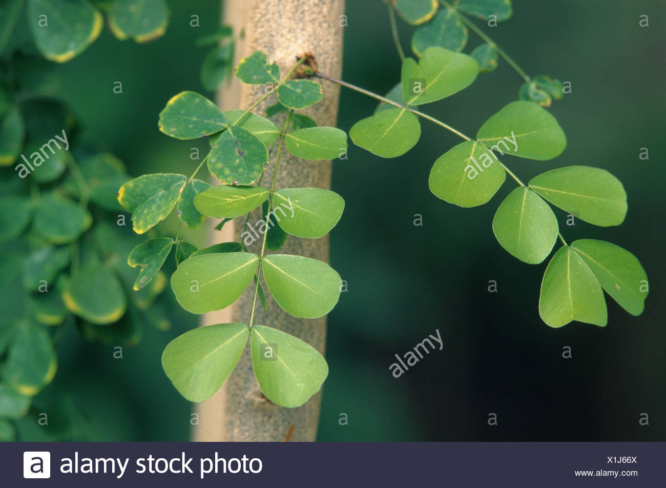 Bloodwood Tree High Resolution Stock Photography and Images - Alamy