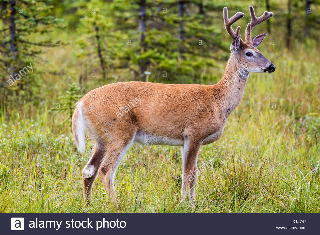 With Peter Buck High Resolution Stock Photography and Images - Alamy