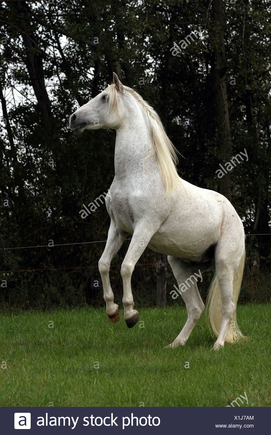 Rearing Andalusian Horse High Resolution Stock Photography and Images ...
