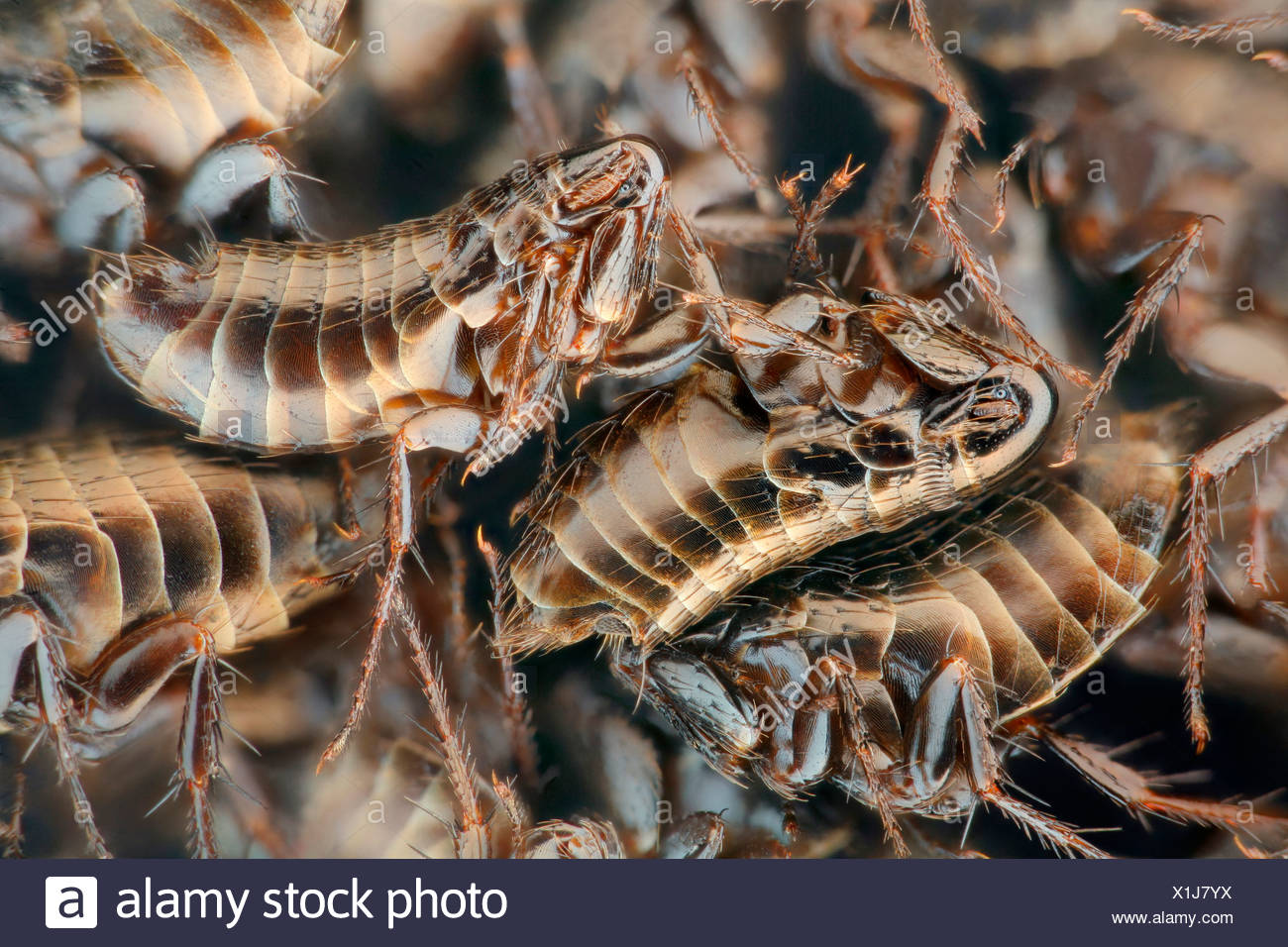 Fleas High Resolution Stock Photography and Images - Alamy