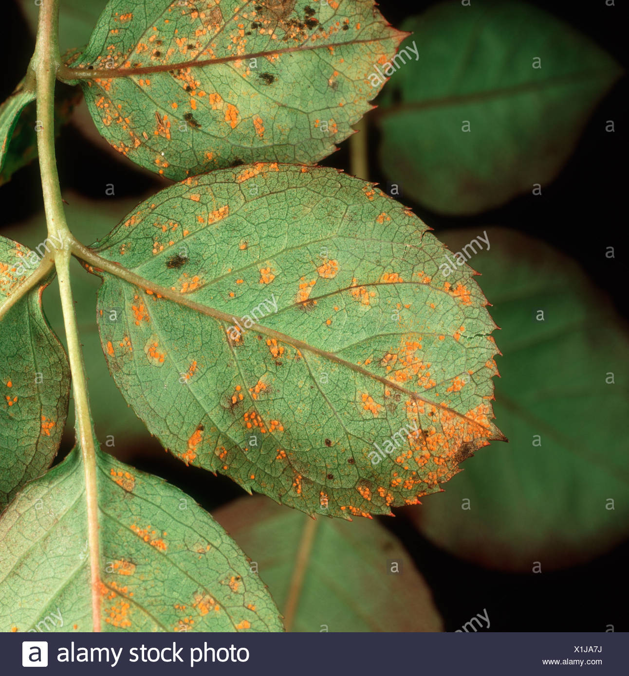 Uredospore Stock Photos & Uredospore Stock Images - Alamy