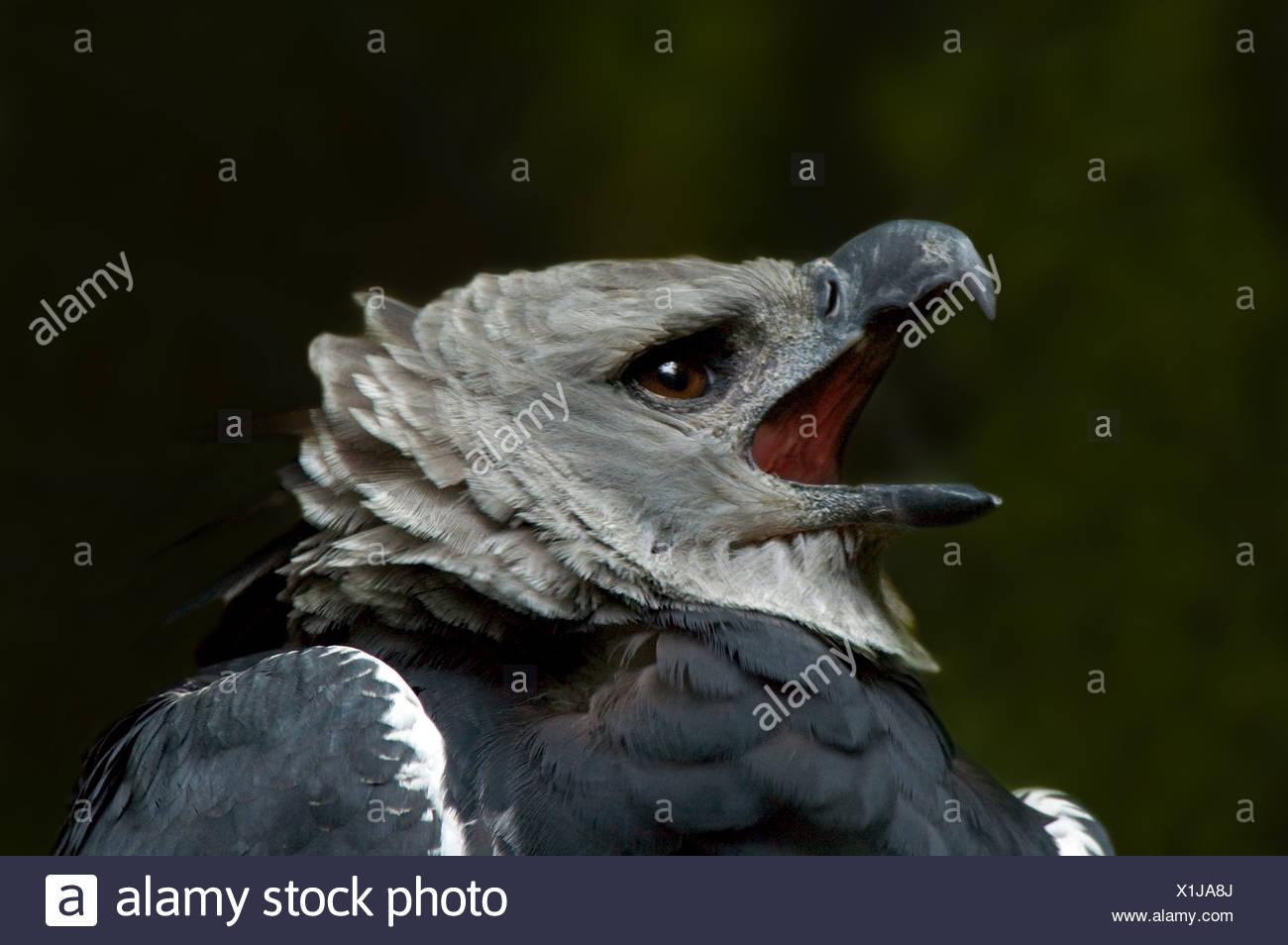 Harpy Eagle Fly High Resolution Stock Photography and Images - Alamy