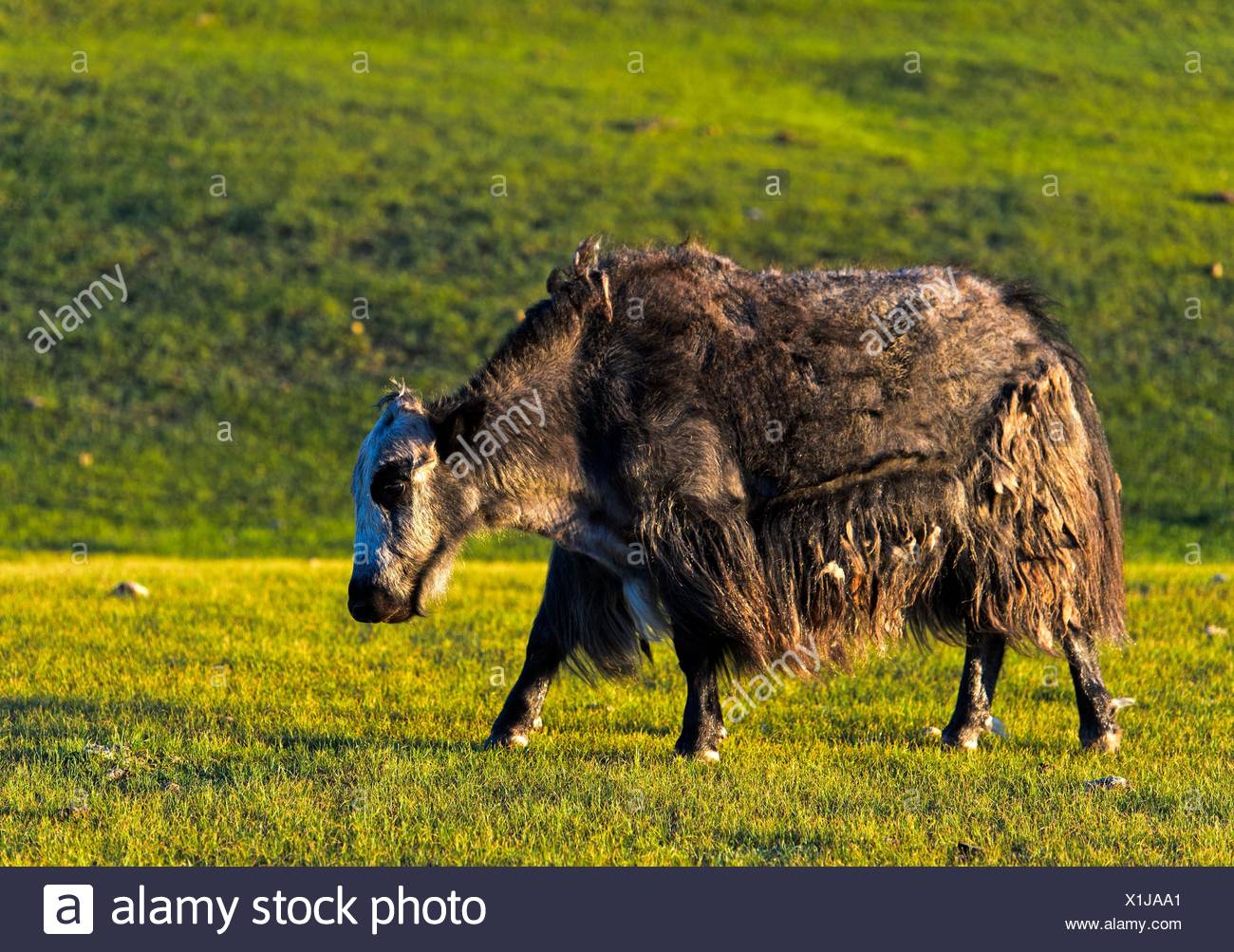 Mongolian Yak High Resolution Stock Photography and Images - Alamy