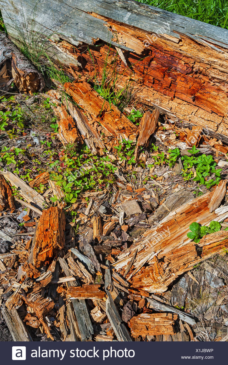 Rotten Tree Trunk High Resolution Stock Photography and Images - Alamy