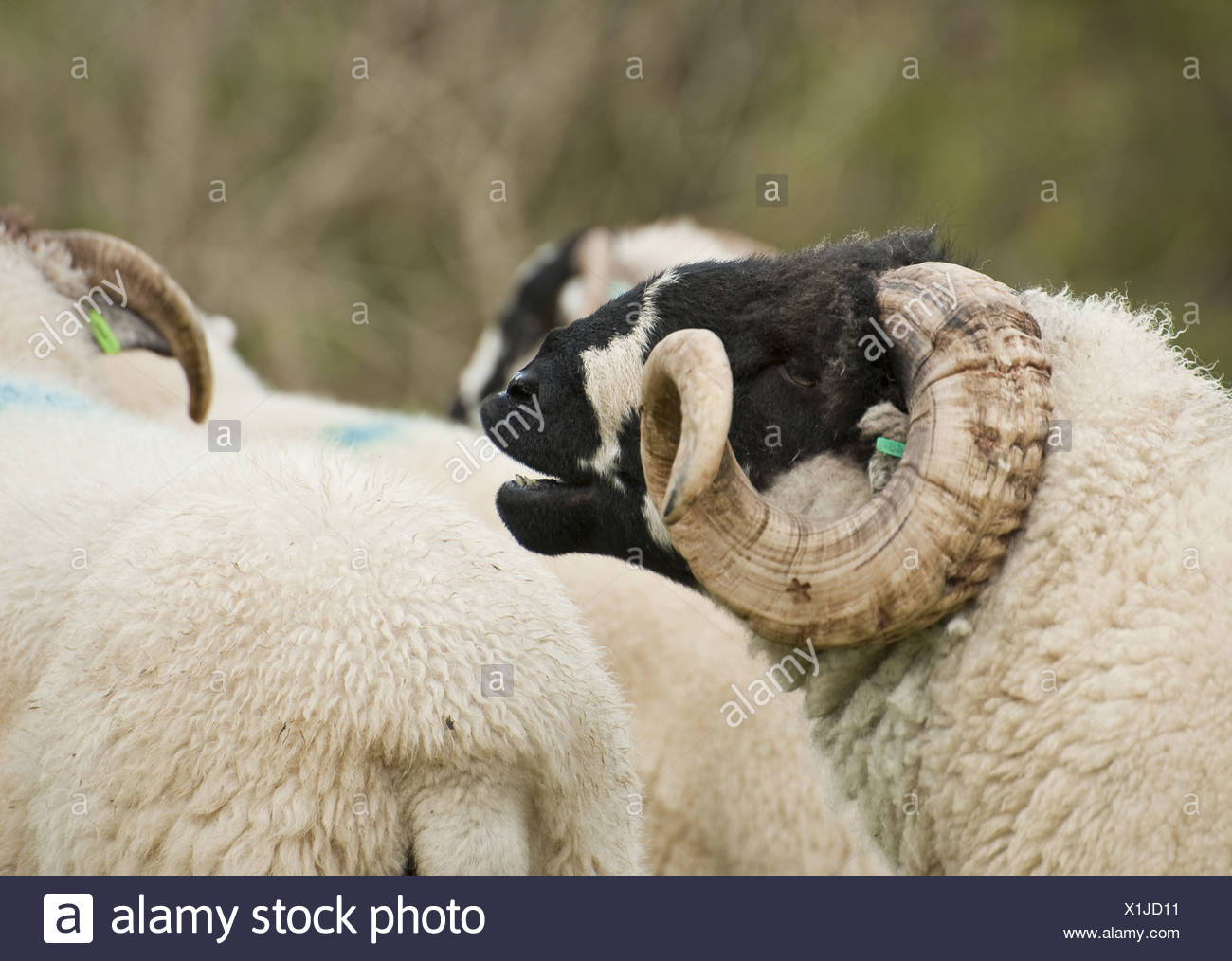 Lonk Sheep Stock Photos & Lonk Sheep Stock Images - Alamy