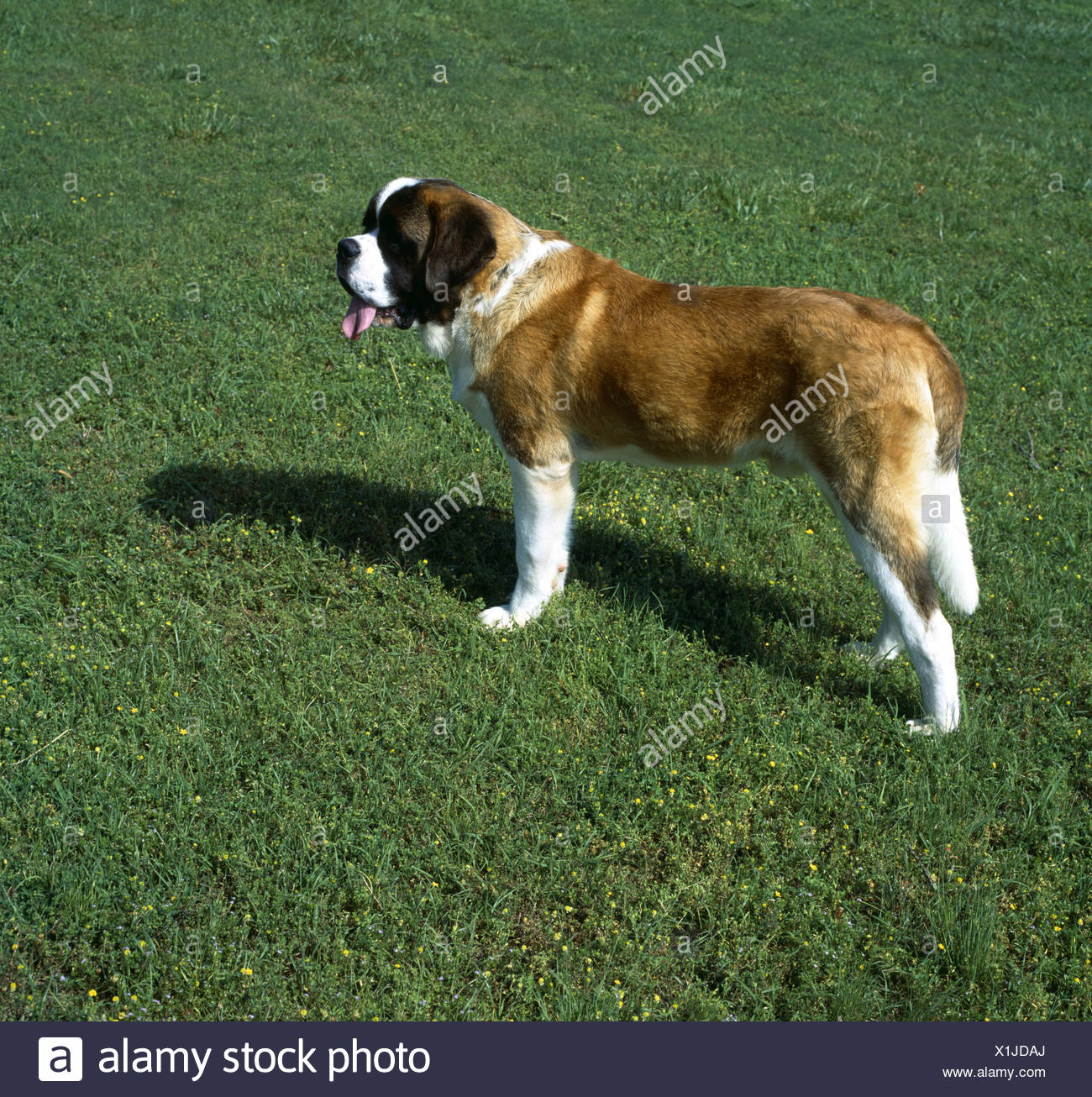 Bernard Brown Stock Photos & Bernard Brown Stock Images - Alamy