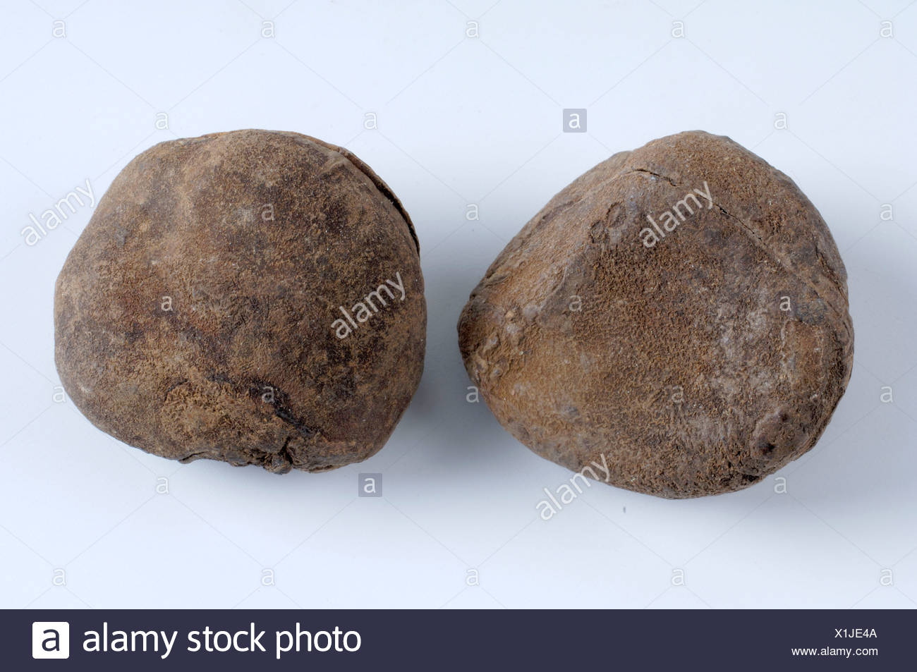 Kola Nut High Resolution Stock Photography and Images - Alamy