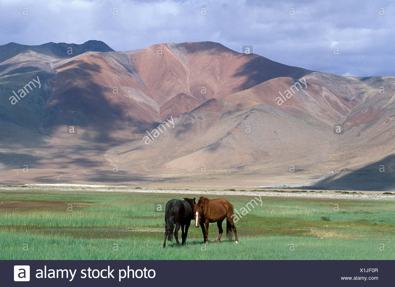 Chang Tang Tibet High Resolution Stock Photography and Images - Alamy