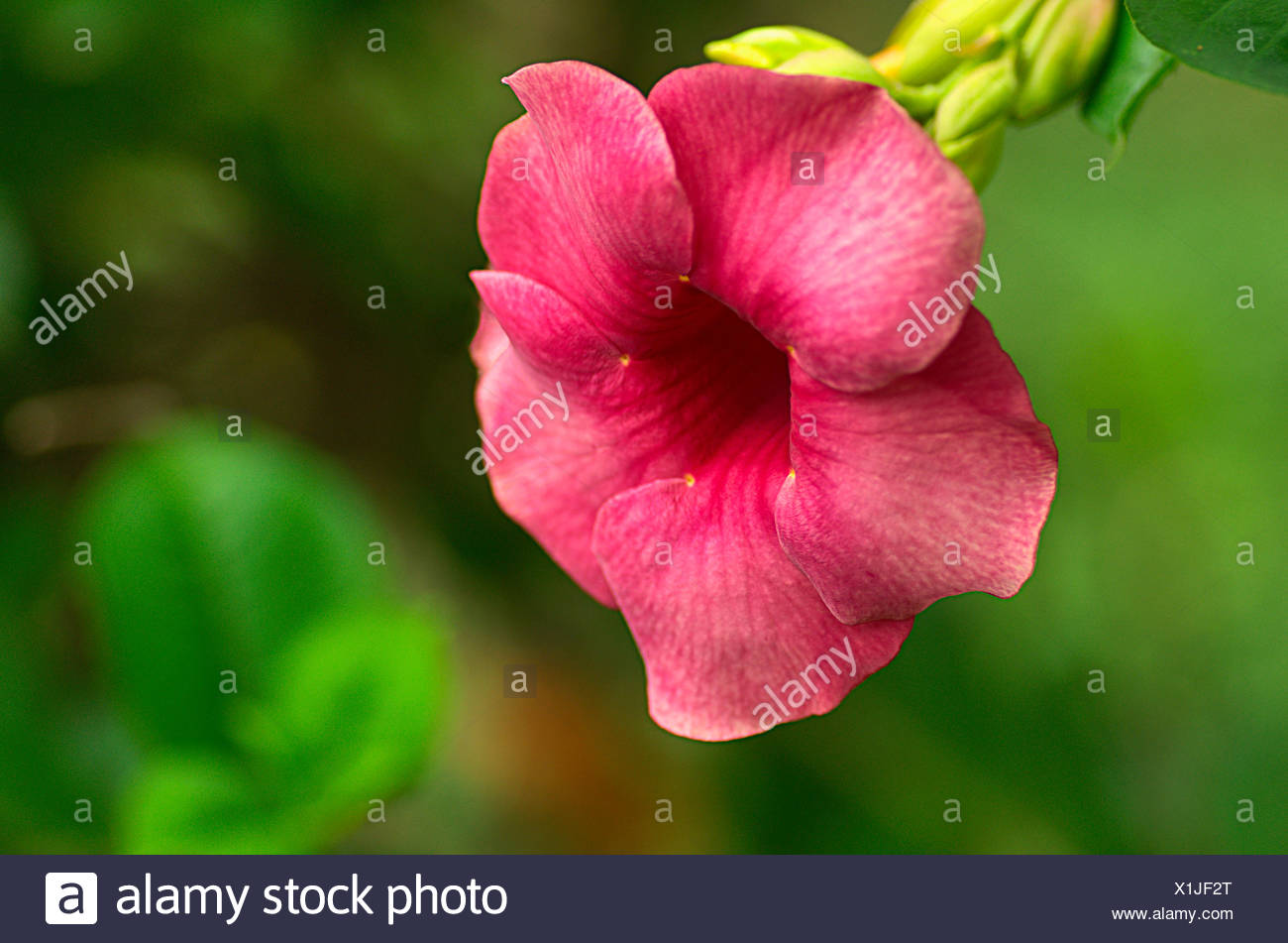 Allamanda Flower High Resolution Stock Photography and Images - Alamy