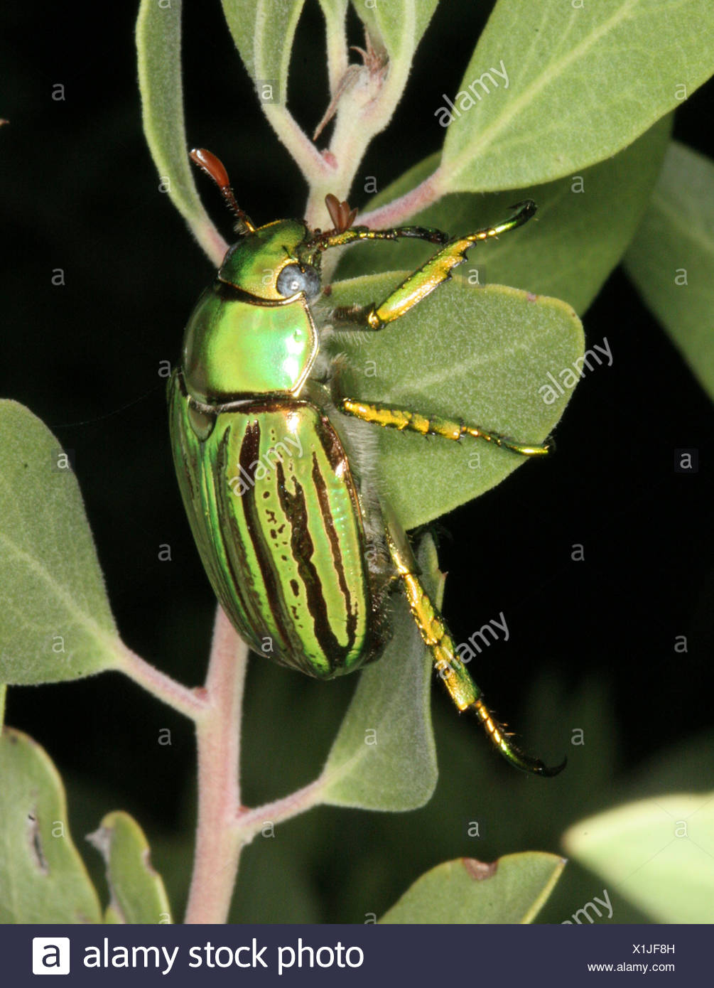 Winged Scarab Beetle High Resolution Stock Photography and Images - Alamy