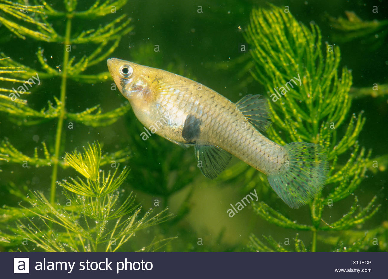 Mosquitofish High Resolution Stock Photography and Images - Alamy