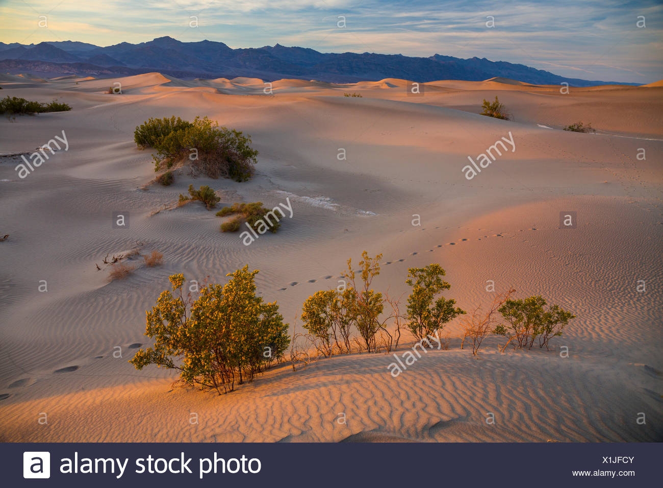 Prosopis Prosopis Sp High Resolution Stock Photography and Images - Alamy