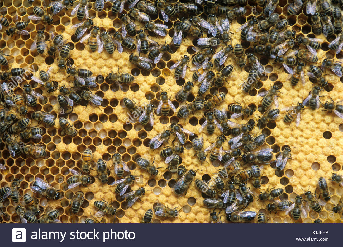 Brood Cells High Resolution Stock Photography and Images - Alamy
