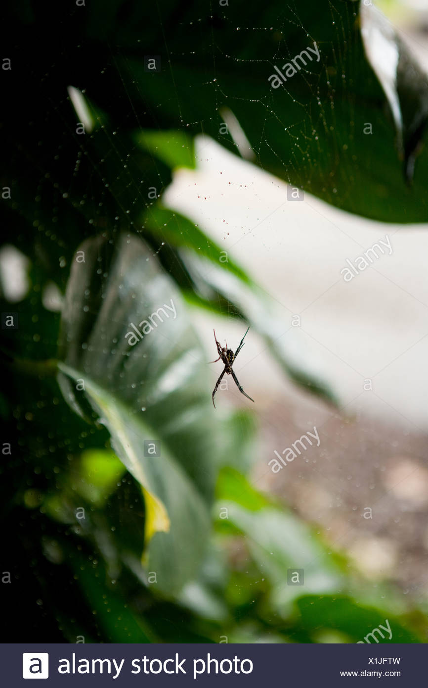 Spider Up Close High Resolution Stock Photography and Images - Alamy
