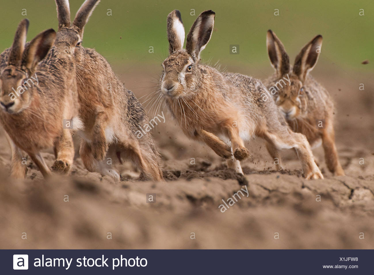 Boxing Hares High Resolution Stock Photography and Images - Alamy