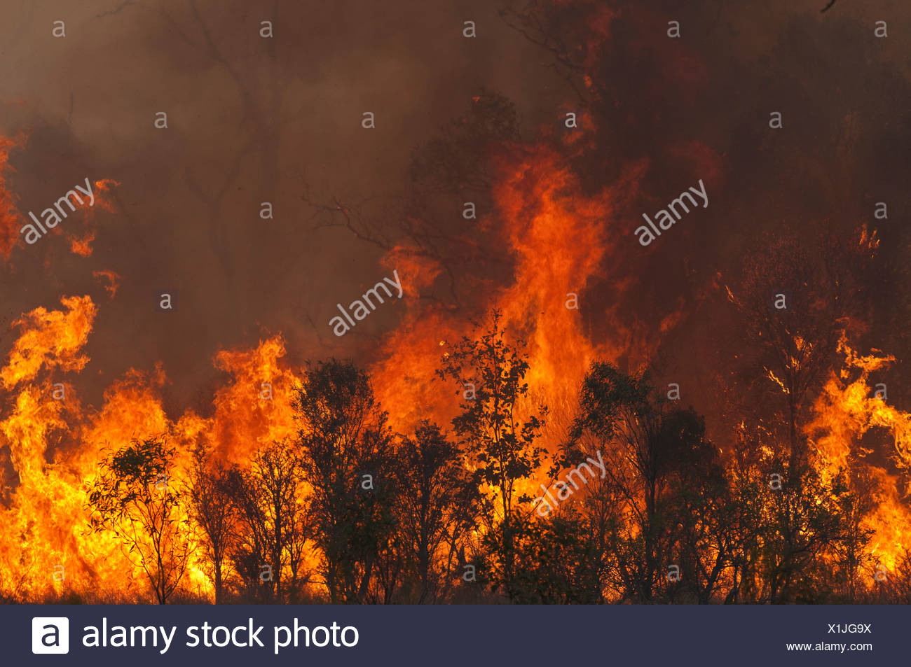 Tree And Bush High Resolution Stock Photography and Images - Alamy